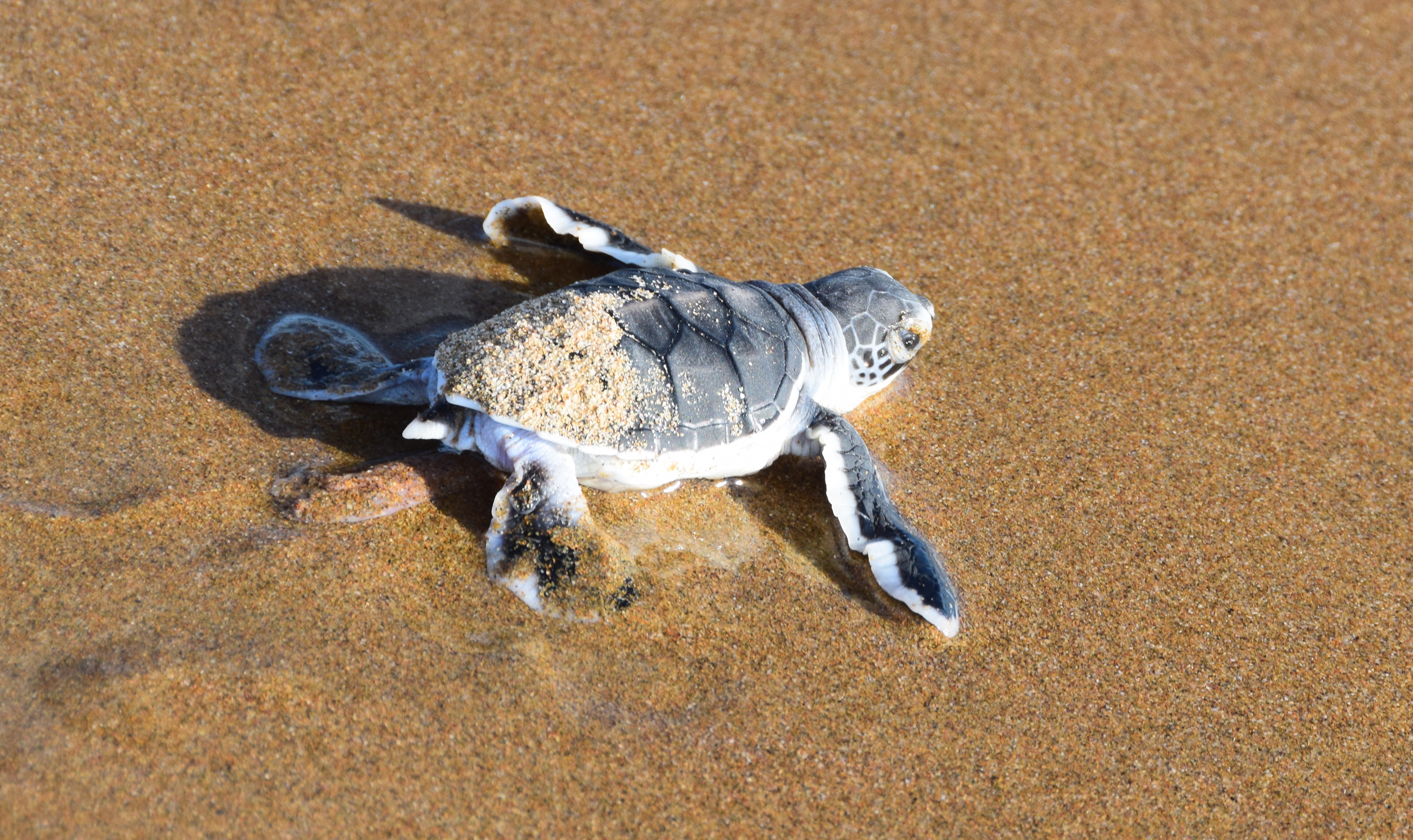 green hatchling – Pendoley Environmental